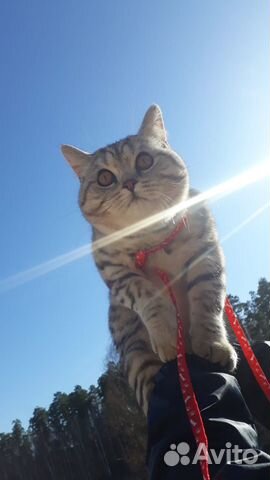 Отдадим кота в хорошие руки