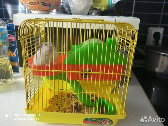 Джунгарский хомяк с клеткой