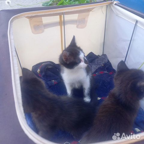 Котята 4 шт
