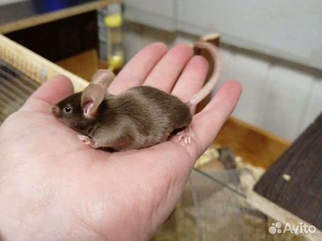 Сати новая мышка