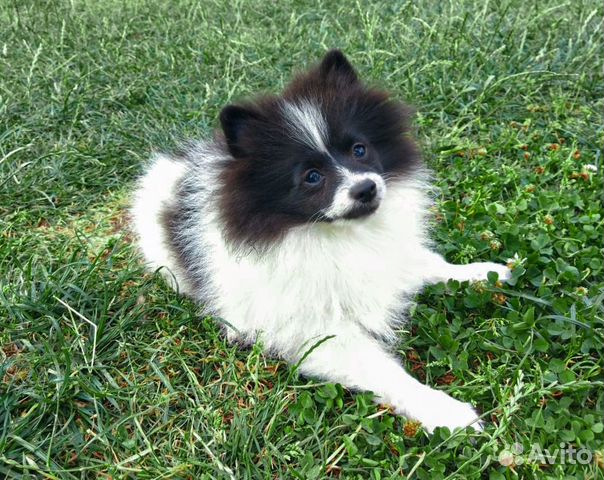 Сестрички лисички