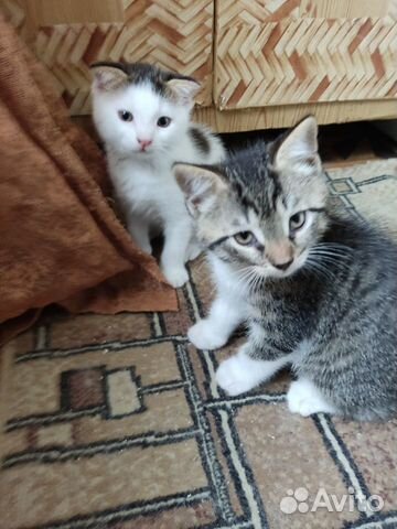 Котята в добрые и надежные руки