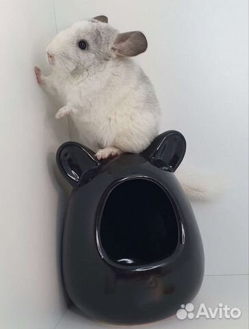 Шиншилленок мальчик Белый Вильсона 2 мес