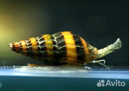 Хищная улитка Хелена