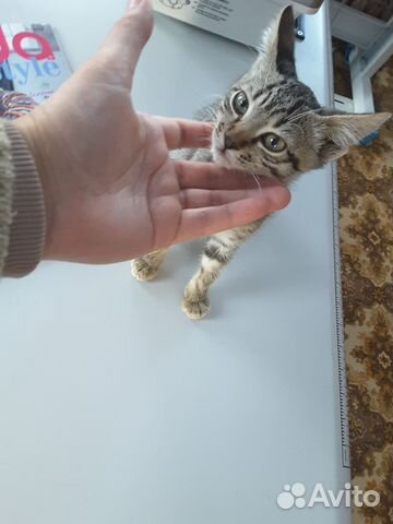 Котенок ацикет