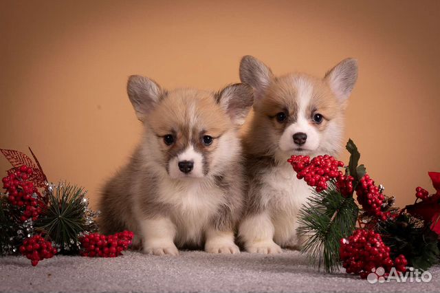 Щенки вель корги пемброк