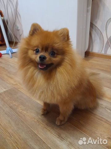 Вязка померанский шпиц