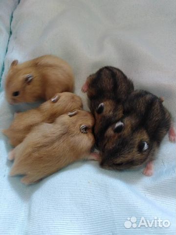 Джунгарский хомяк