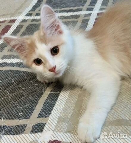 Котенок в добрые руки