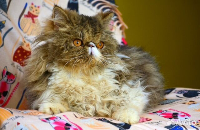 Шикарный кот в ответственные руки