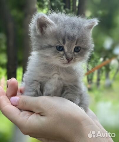 Красивый котенок в хорошие руки