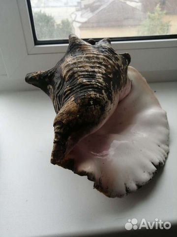 Коралл балянус