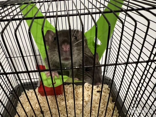 Красивые крыски малыши