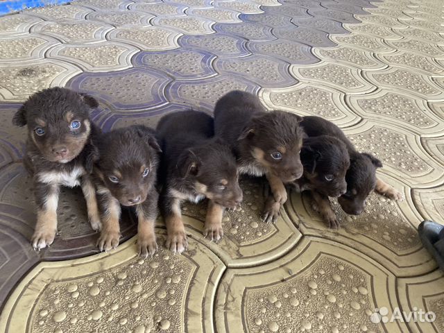Австралийские келпи. Щенки