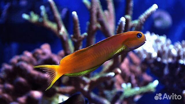 Собачка–эксен мидас