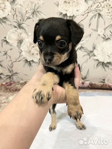 Той-терьер щенки