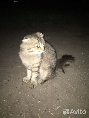 Породистый шикарный котик