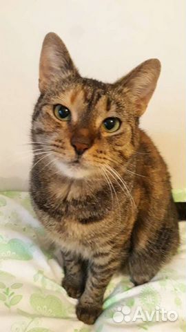 Кошечка Лизонька ищет дом