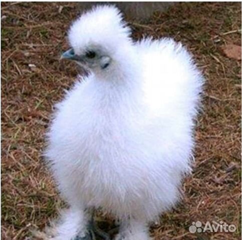 Китайские шёлковые Петушки. Продам или обменяю