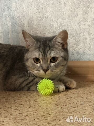 Шотландский прямоухий котик