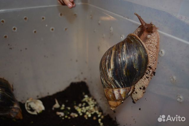 Улитки ахатины бесплатно