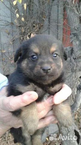 Щенки бездомной собаки