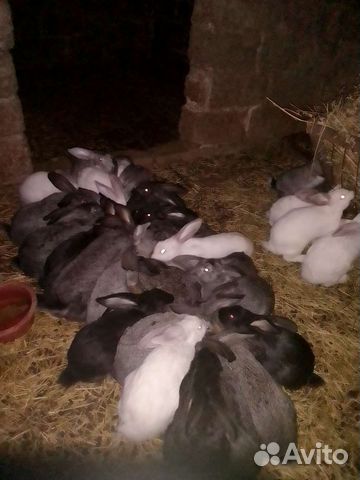 Кролики помесь