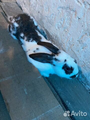 Кролик бабочка