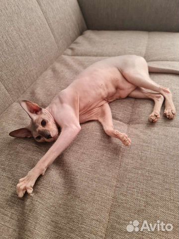 Донской сфинкс кошка