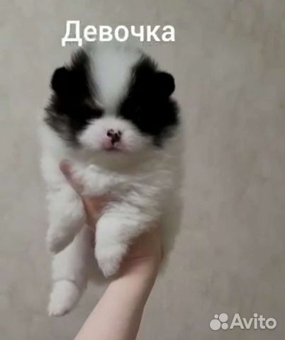 Шпиц щенок белый с черным