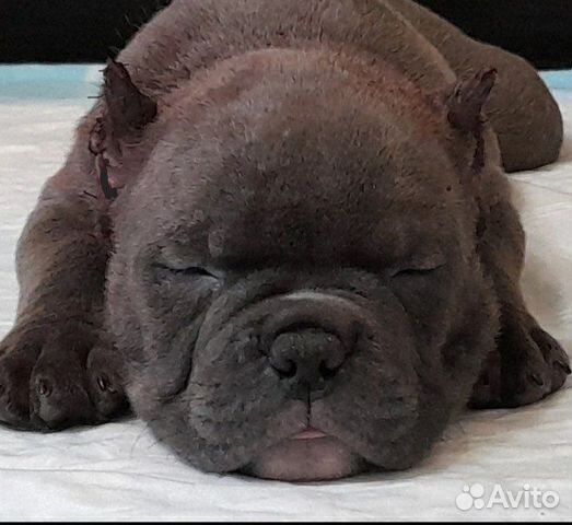 Американские булли, тип покет, мини-покет М и Д