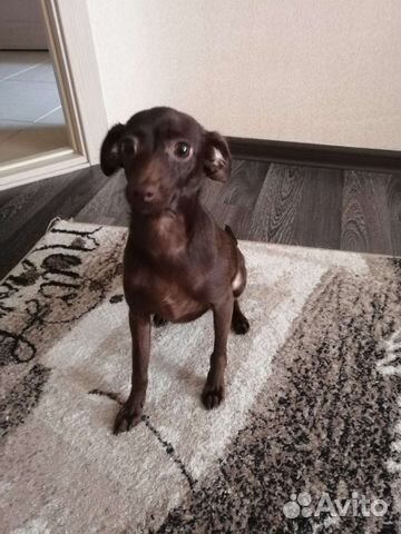 Русский той-терьер продажа