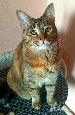 Кошечка Марья с человеческими глазами