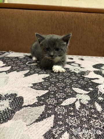 Голубой котенок