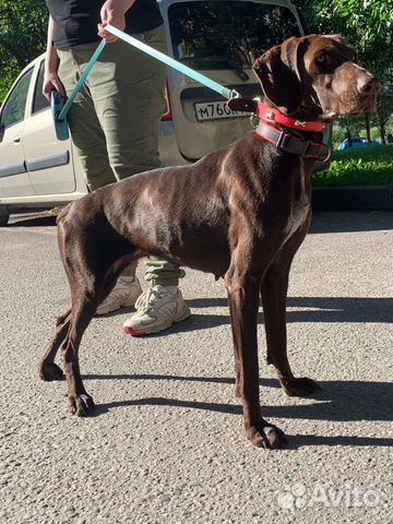 Отдам курцхаара