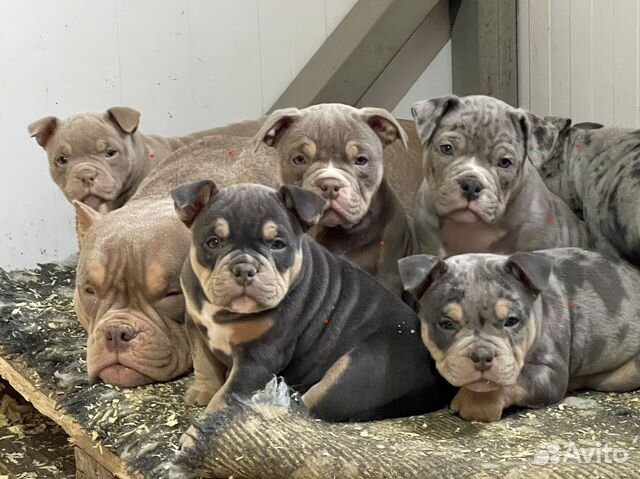 Американский булли - шикарные малыши покет