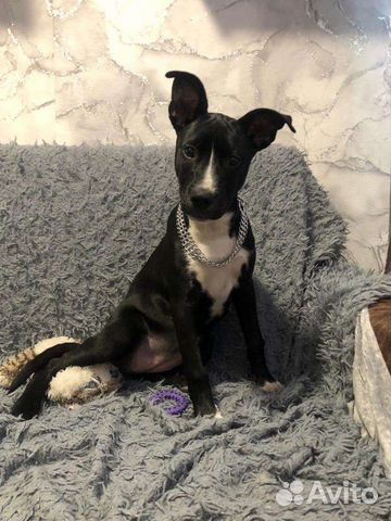 Стаффордширский терьер