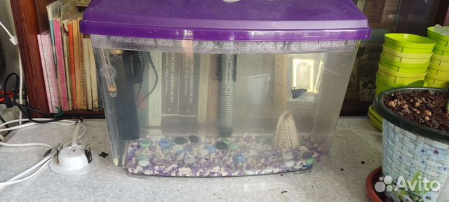 Рыбка петушок