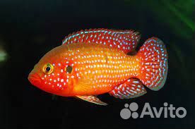 Аквариумные рыбки