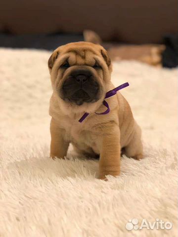 Щенки шарпей