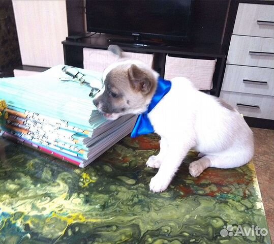 Щенки Чихуахуа