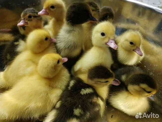 Мускусные утята индоутки