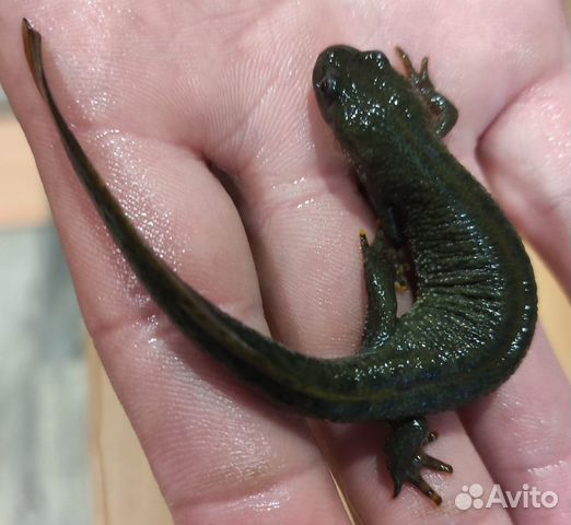 Тритон аквариумный