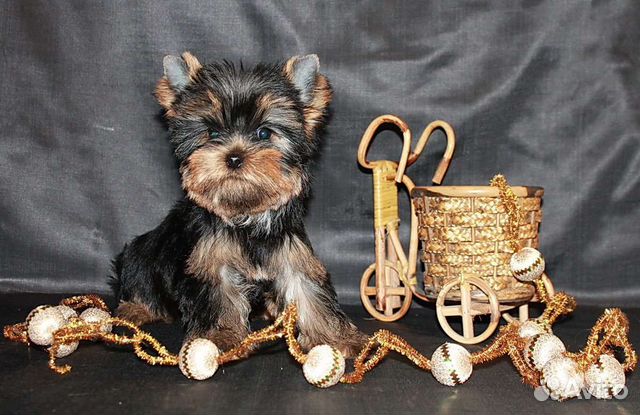 Йоркширский терьер щенки