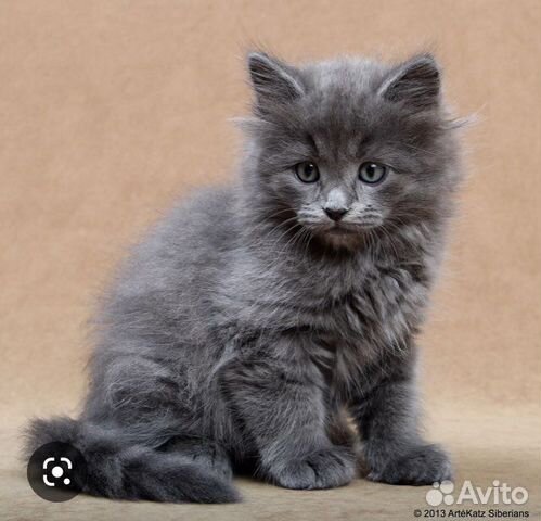 Котята пушистые, 2 мес