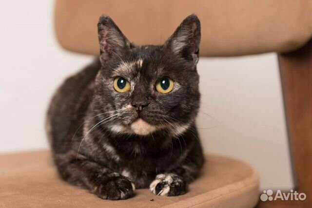 Смешная кошка