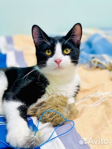 Котик Шумахер в поисках дома