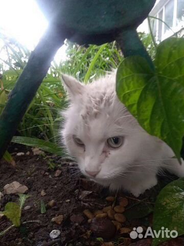 Кошечка турецкая ангора,выброшенная на смерть