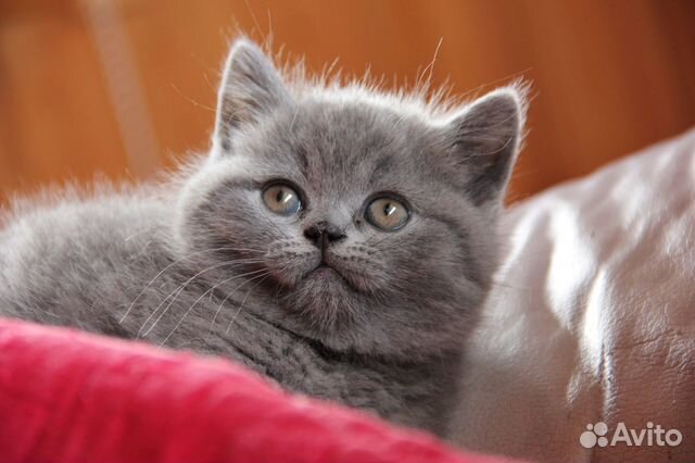 Британские котята
