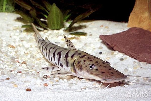 Рыбки Псевдоплатистома фасциатум 8см